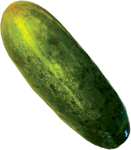 Brooklyn Pickle Sandwich Shop • Syracuse, NY – Giant Sandwiches & Subs